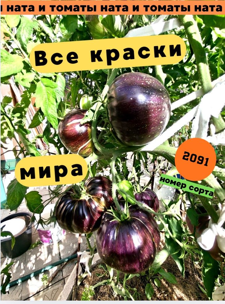 Коллекционные семена томата Все краски мира. Селекция С. Сааковой 10 шт