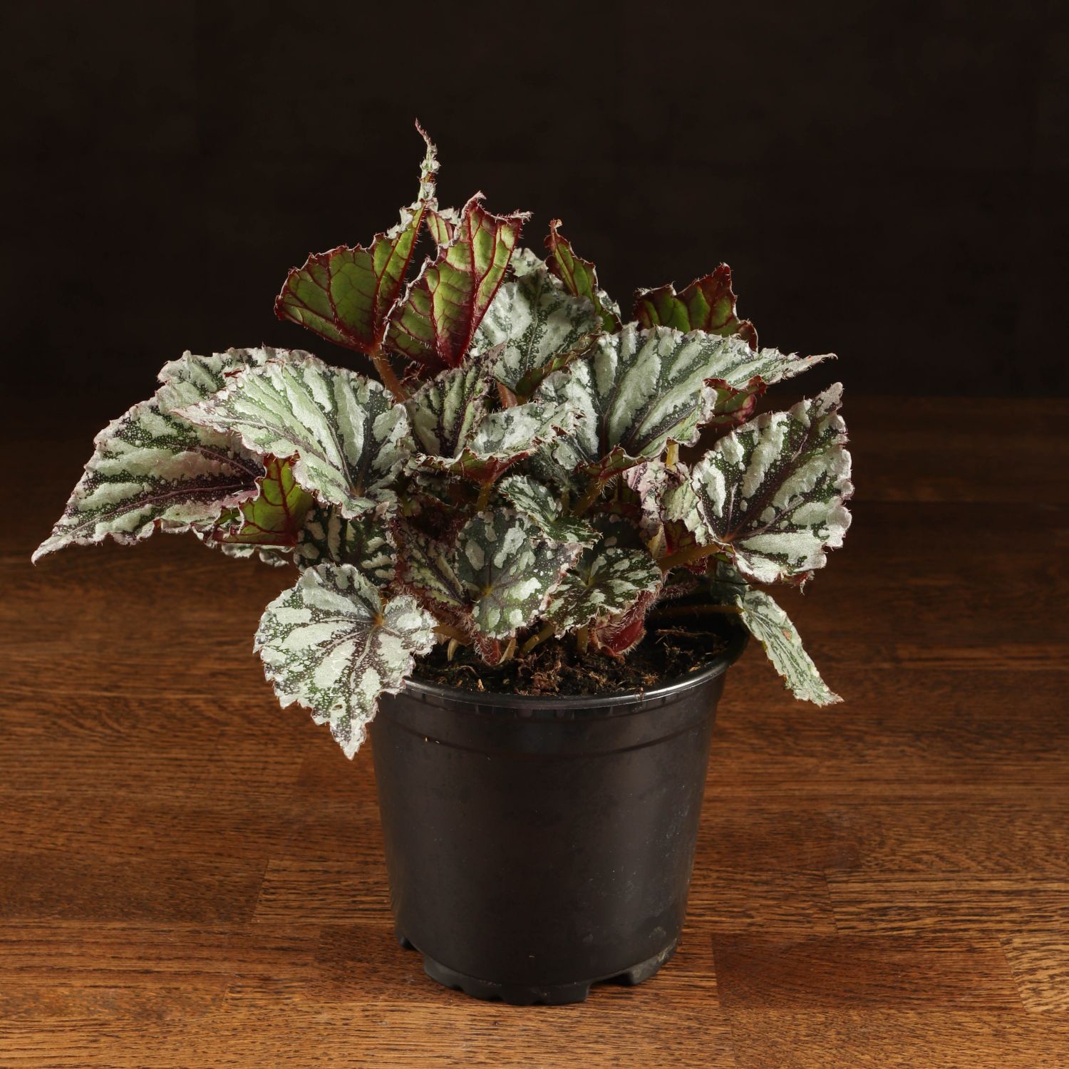 Комнатное растениеLuxuryPlants Бегония Last Laugh 25/12 в горшке