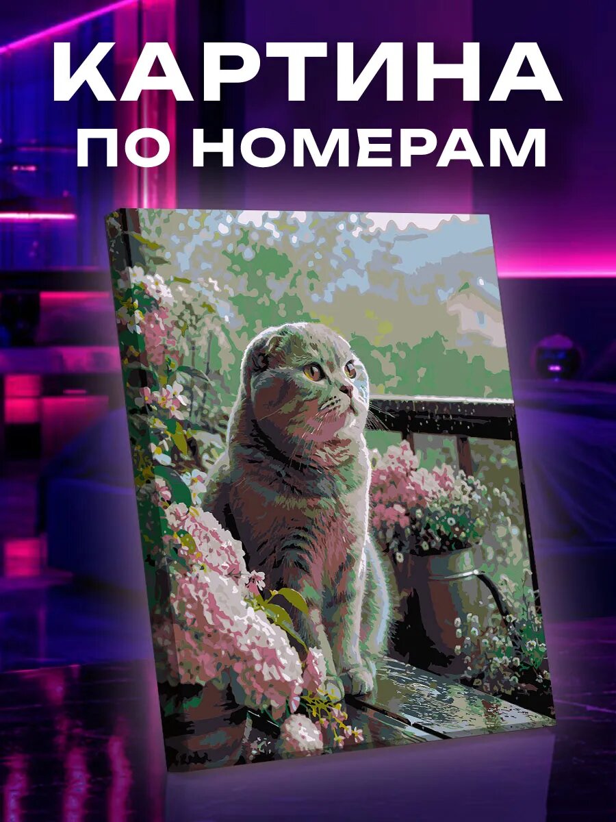 Картина по номерам Шотландский кот под весенним дождём