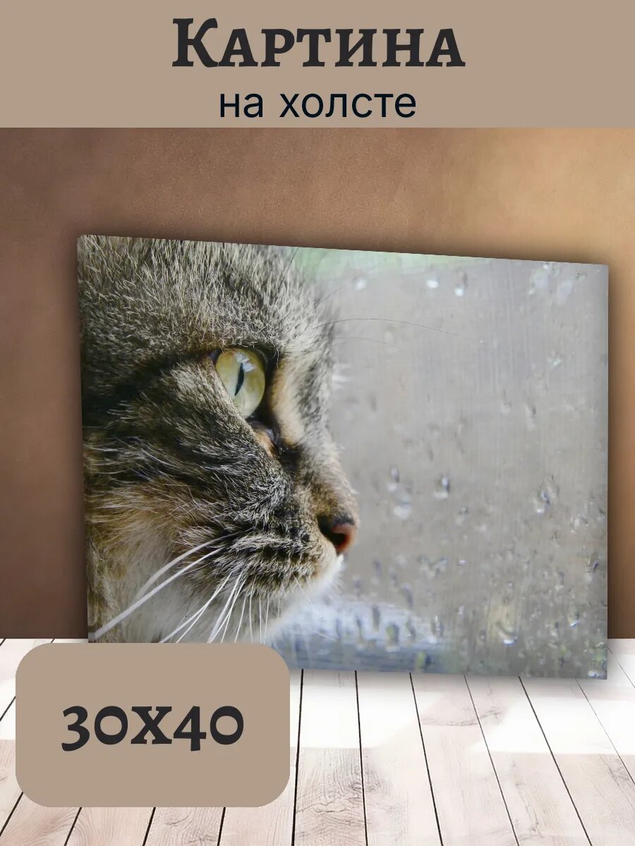 Картина Кот Кошка Cat 30x40 с изображением серого