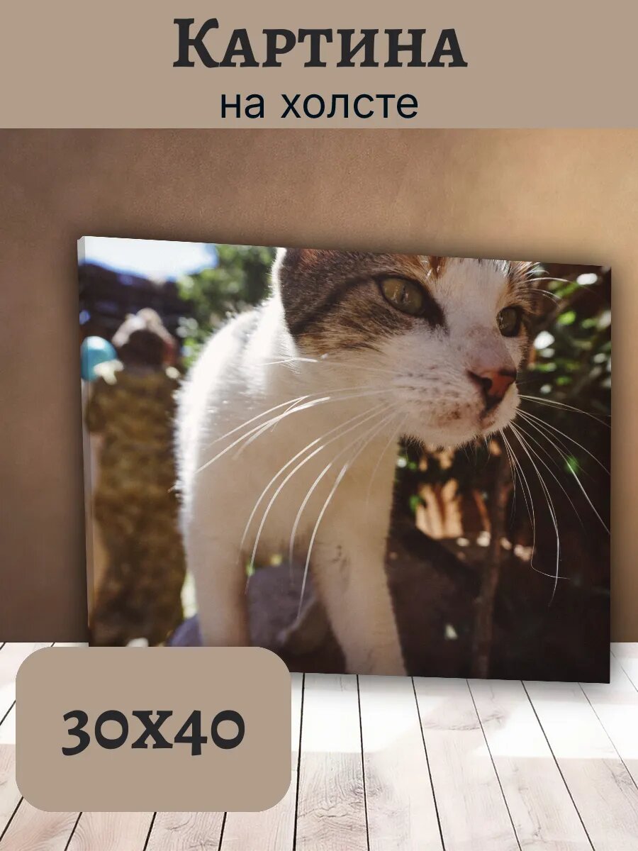 Картина Кот Кошка Cat 30x40 пушистая с зелеными глазами