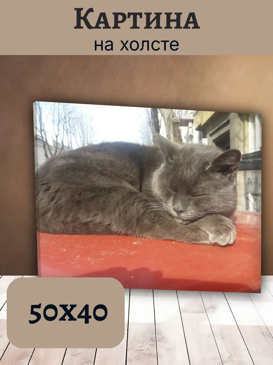 Картина Кот Кошка Cat 40x50 серая спящая на красном фоне