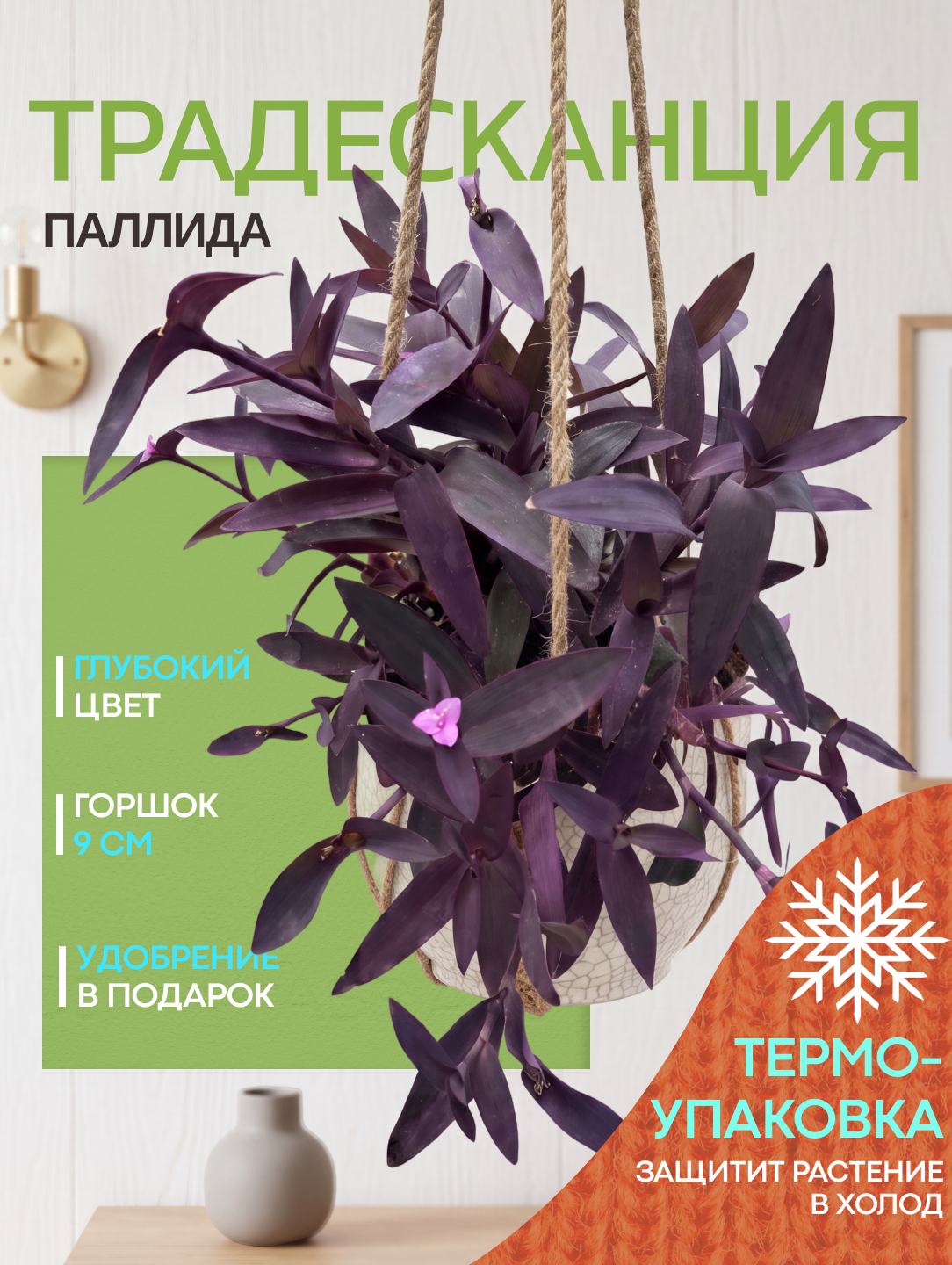 Традесканция Паллида комнатный цветок в горшке живой
