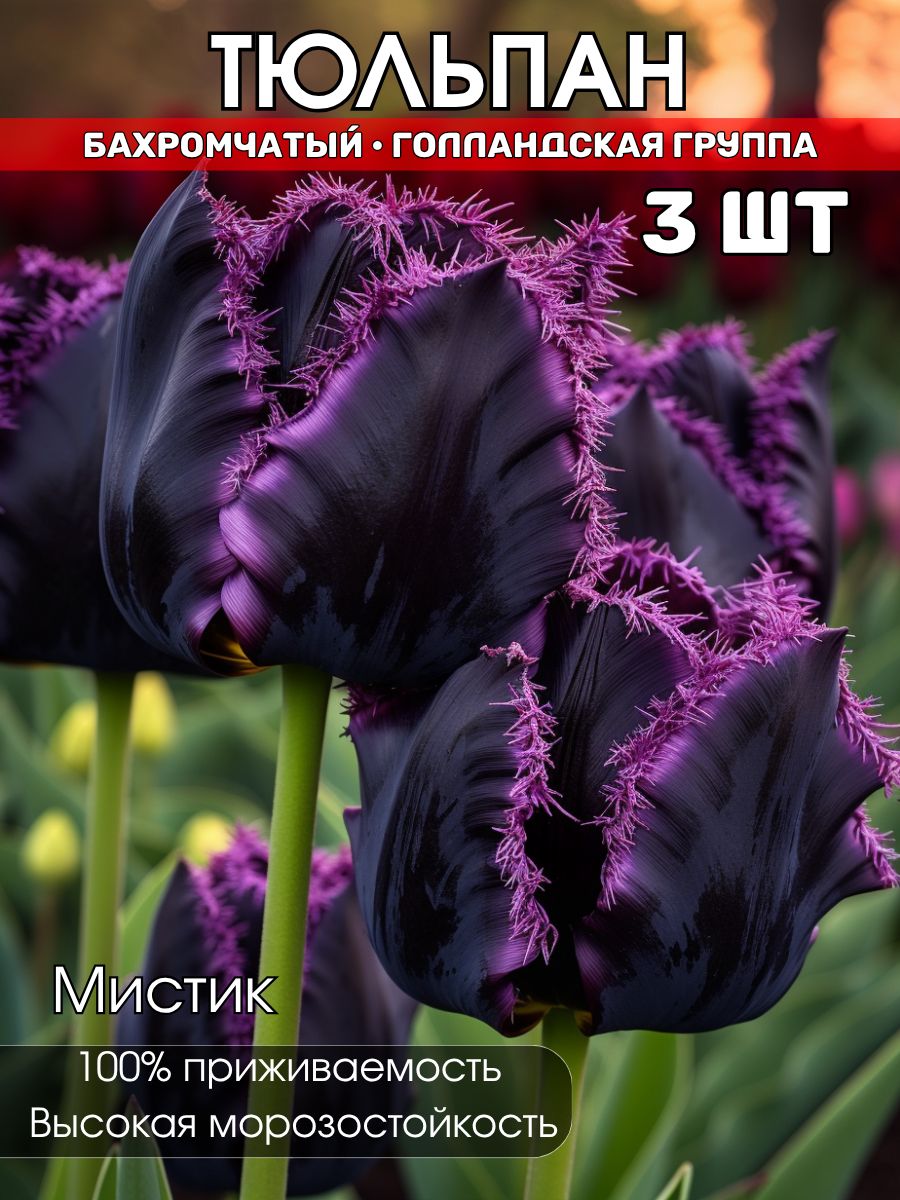 Тюльпан Мистик луковицы 3 шт