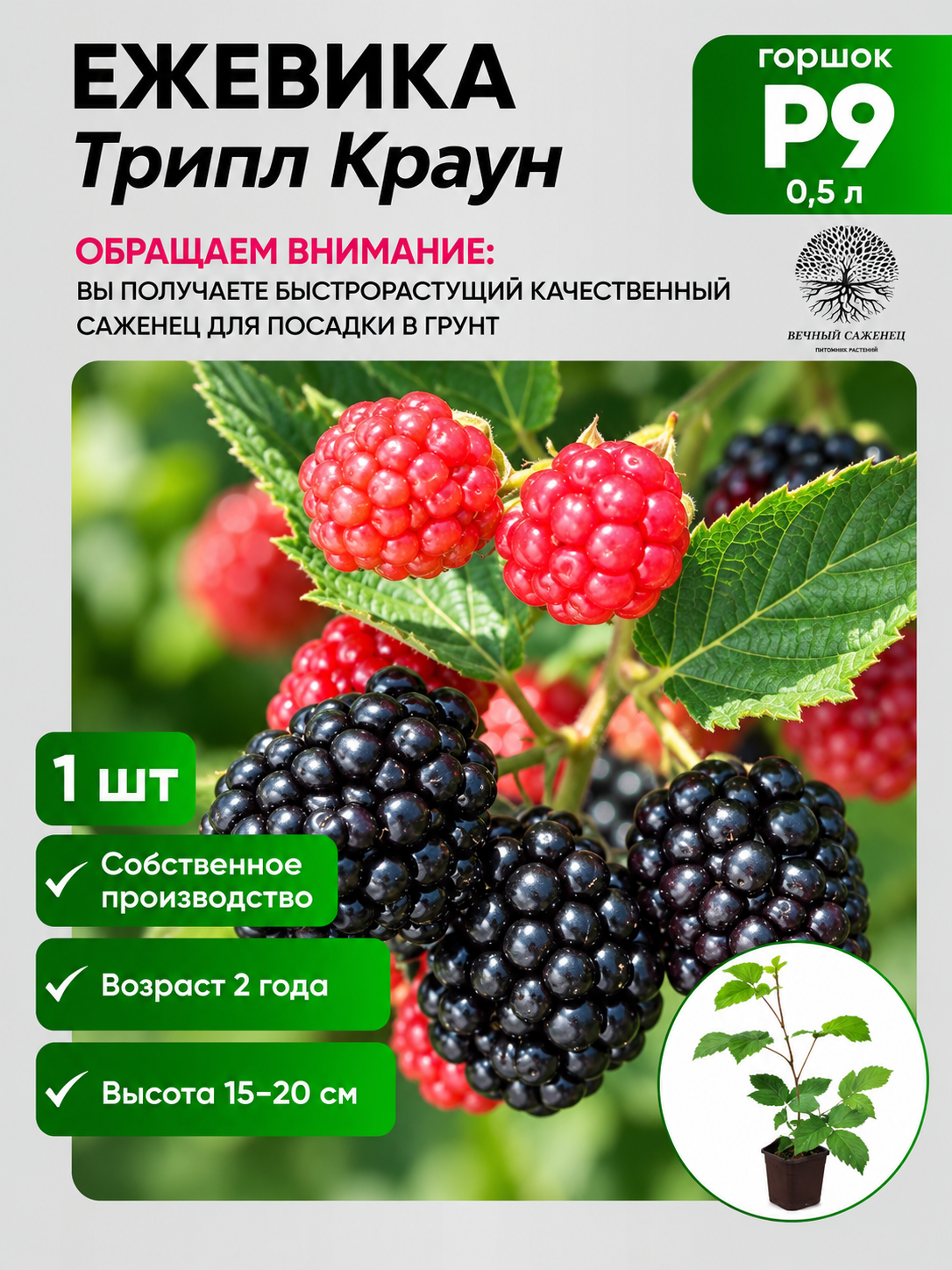 Ежевика Трипл Краун, саженец для сада и дачи, декоративное растение для посадки