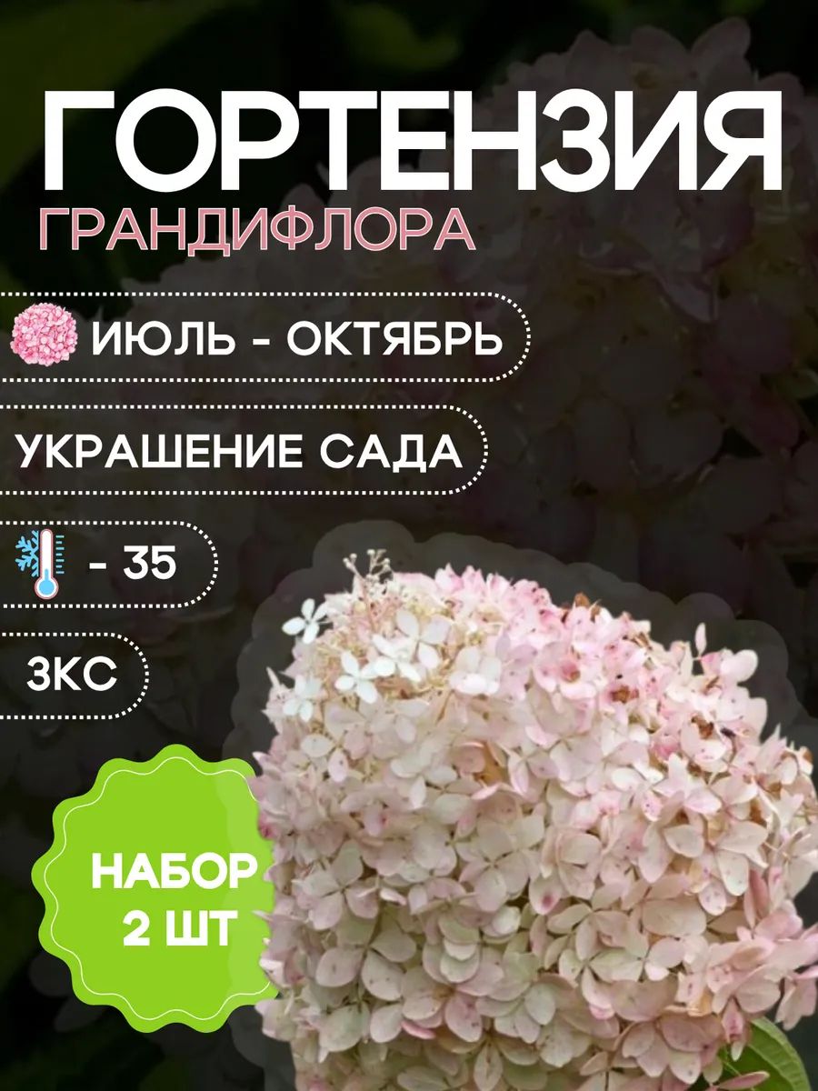 Гортензия метельчатая Грандифлора Grandiflora саженец 2шт