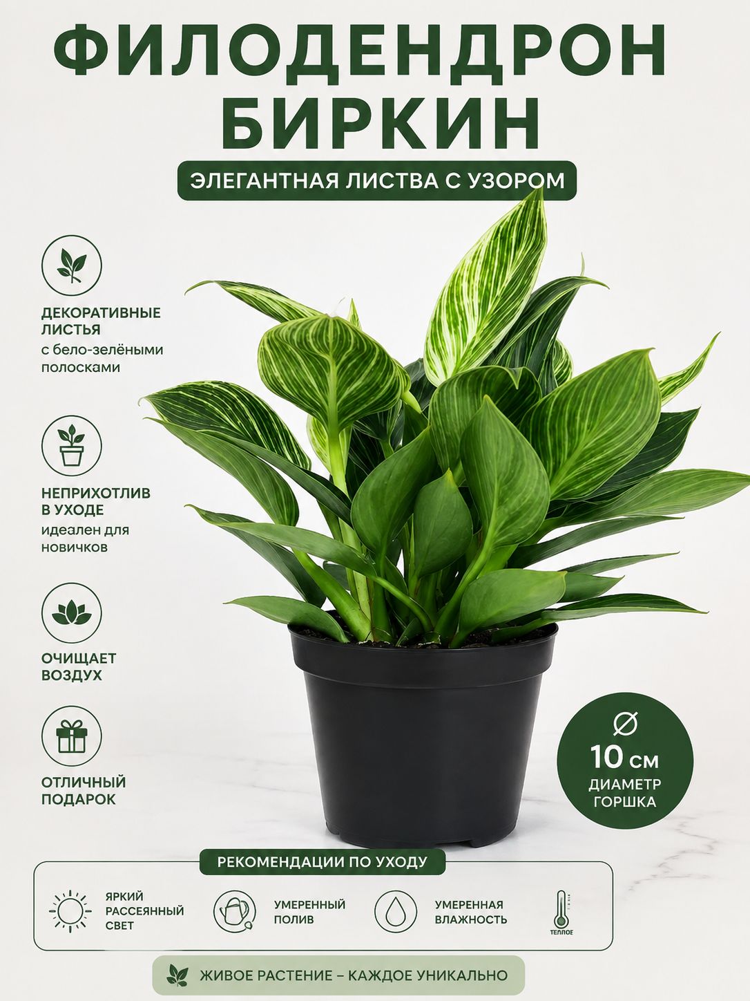 Филодендрон Биркин (Philodendron Birkin), D-10 и открытка