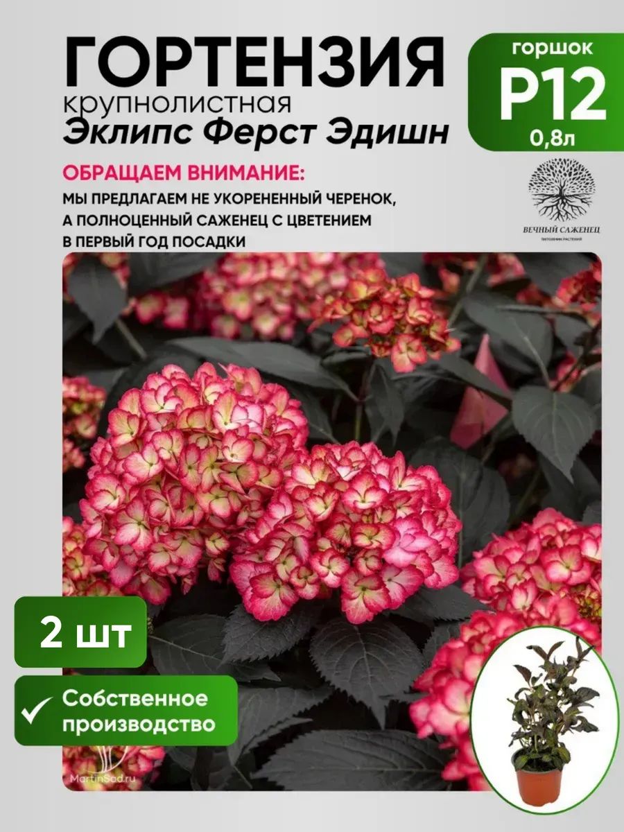 Гортензия крупнолистная Эклипс Ферст Эдишн Р12, 2 саженца для сада и дачи, декоративные растения для посадки