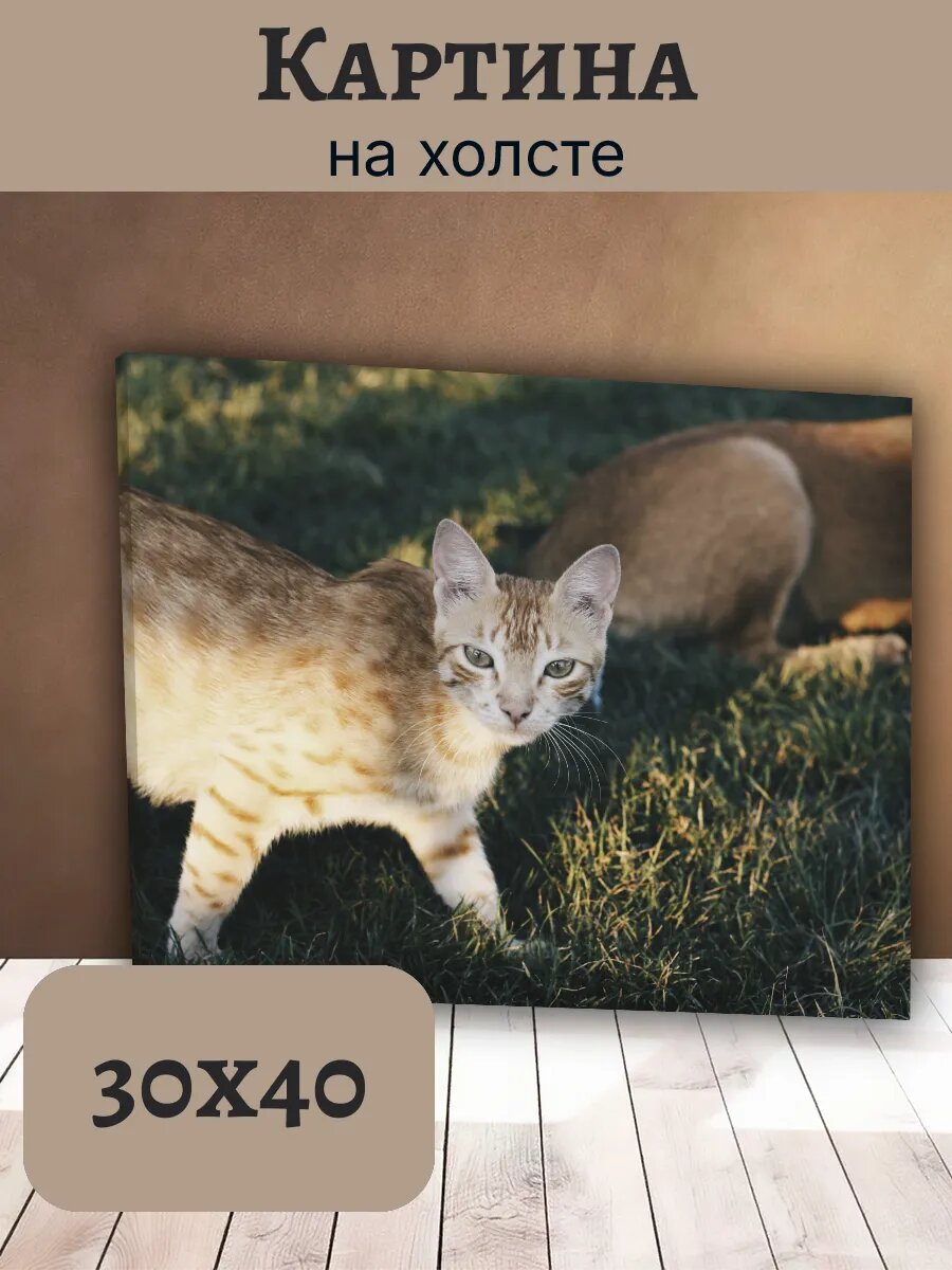 Картина Кот Кошка Cat 30x40 рыжий котенок на траве