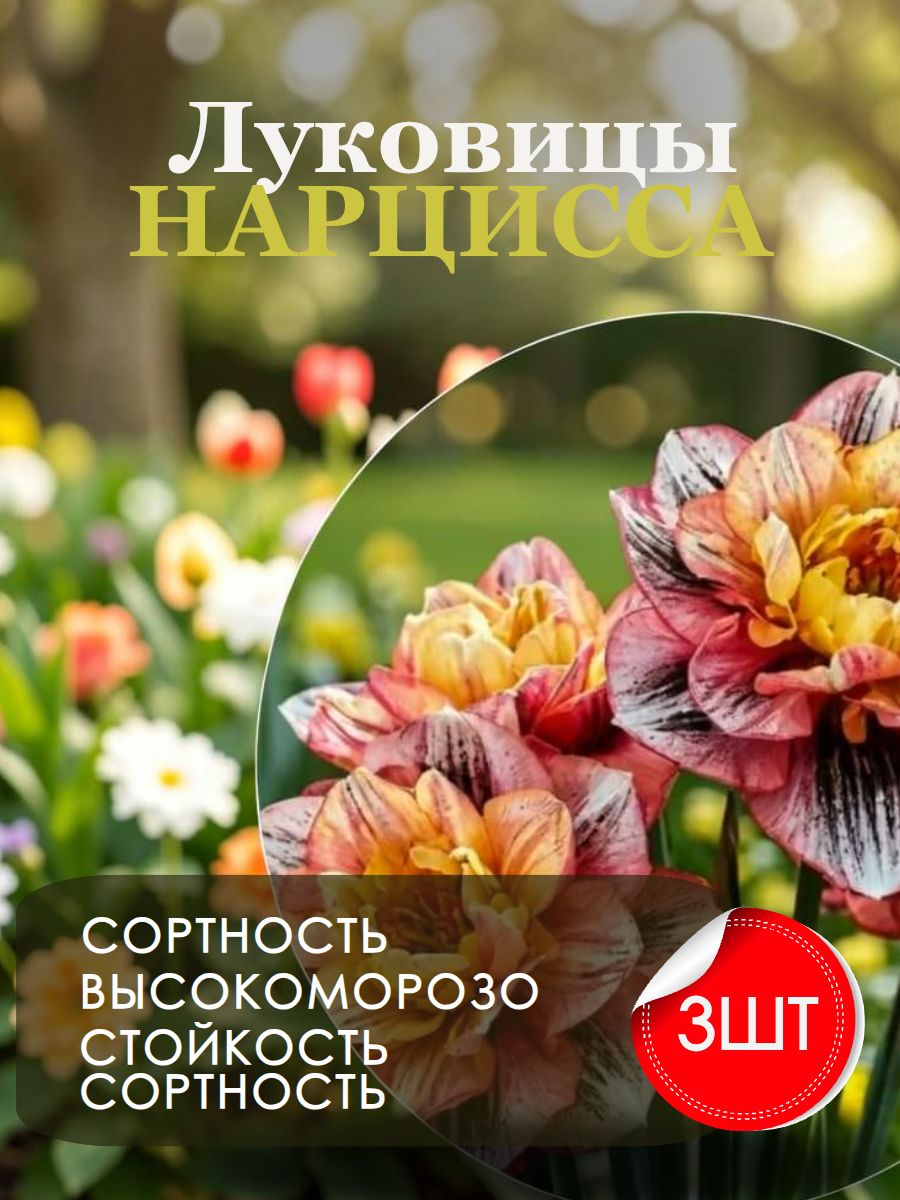 Луковицы Нарцисса