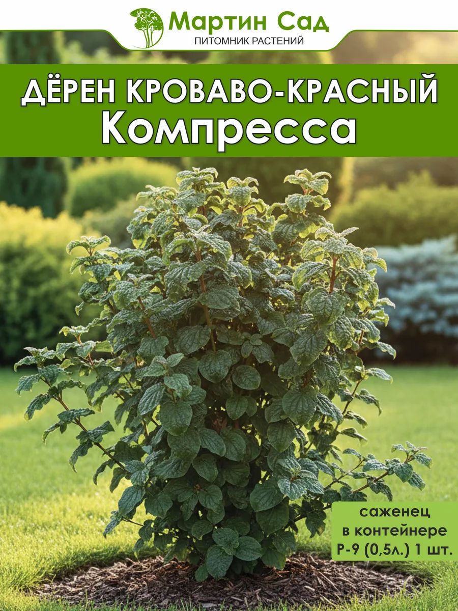 Дёрен кроваво-красный Компресса Р-9