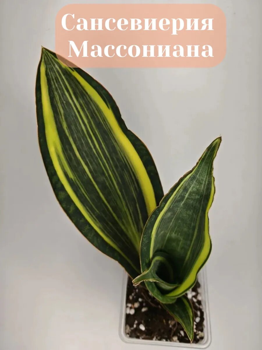 Сансевиерия Массониана
