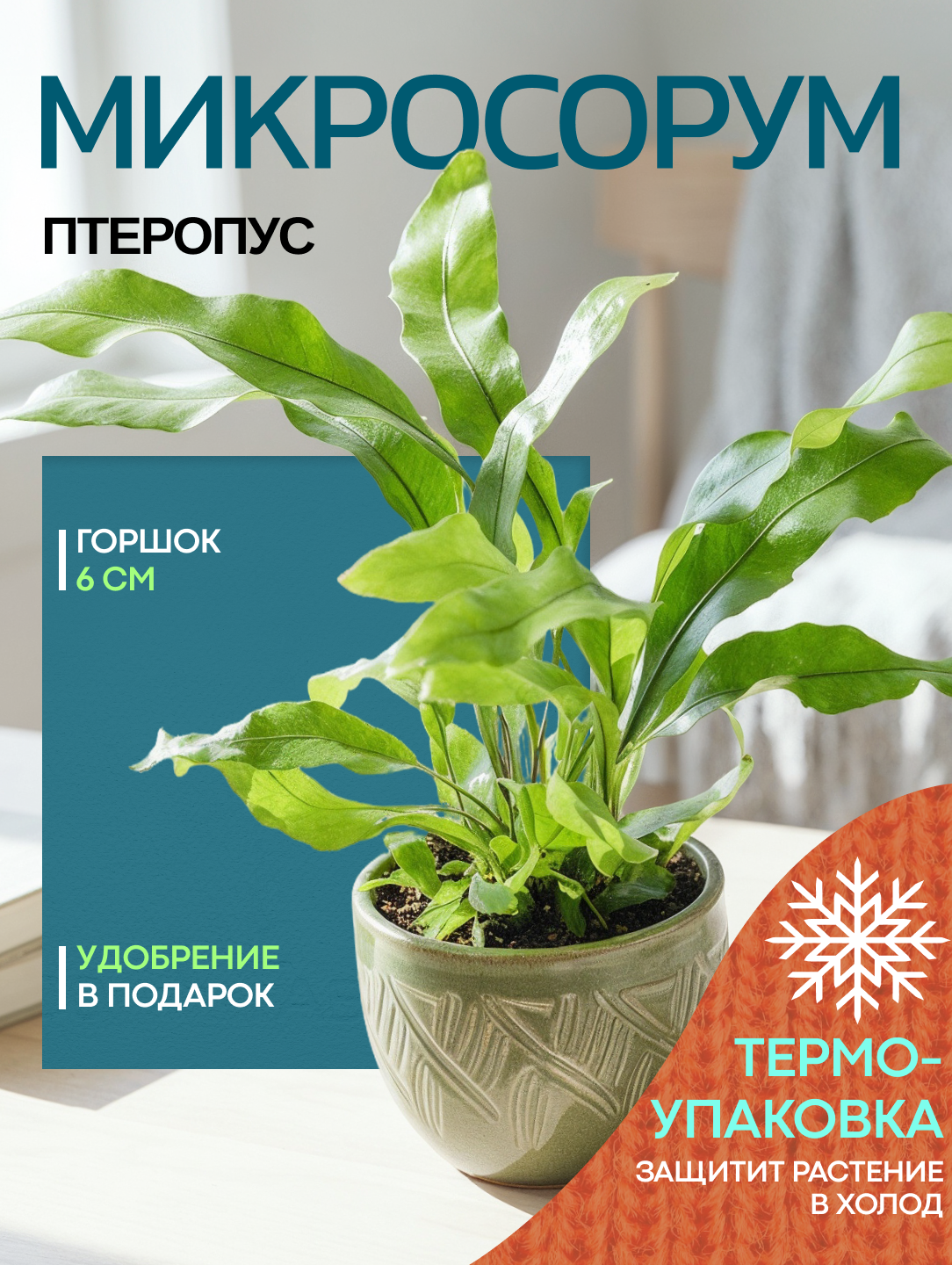 Микросорум Птеропус комнатный цветок в горшке живой