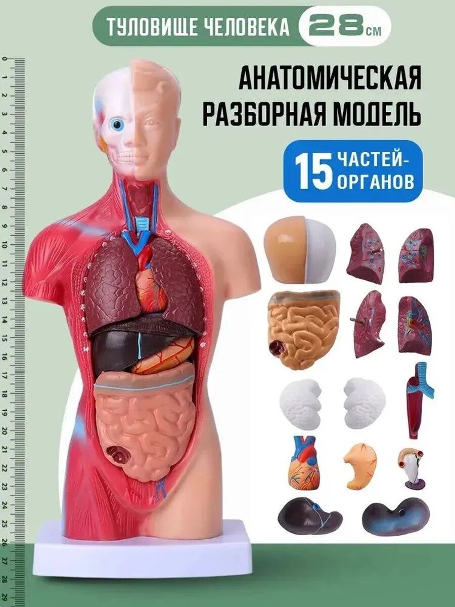 Анатомическая разборная модель туловища человека, 15 съемных частей-органов, 28 см