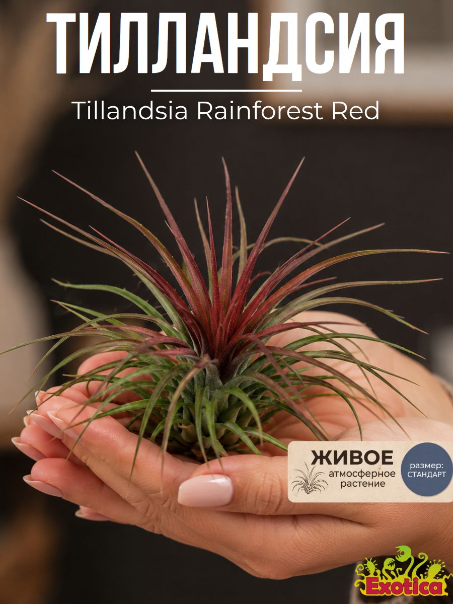Тилландсия Рейнфорест Ред (Tillandsia Rainforest Red), атмосферное растение