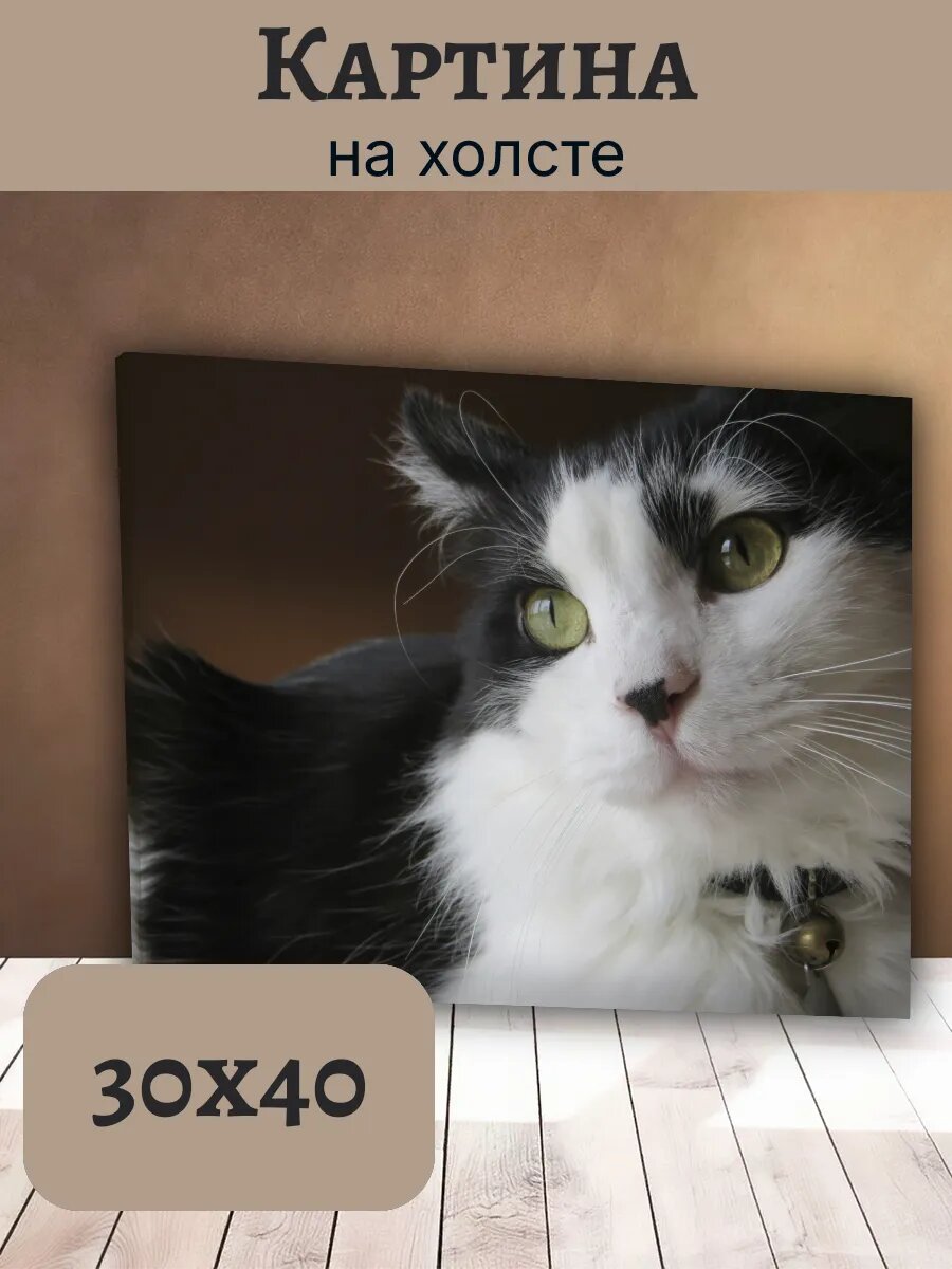 Картина Постер Кот Кошка Cat 30x40 пушистый черно-белый
