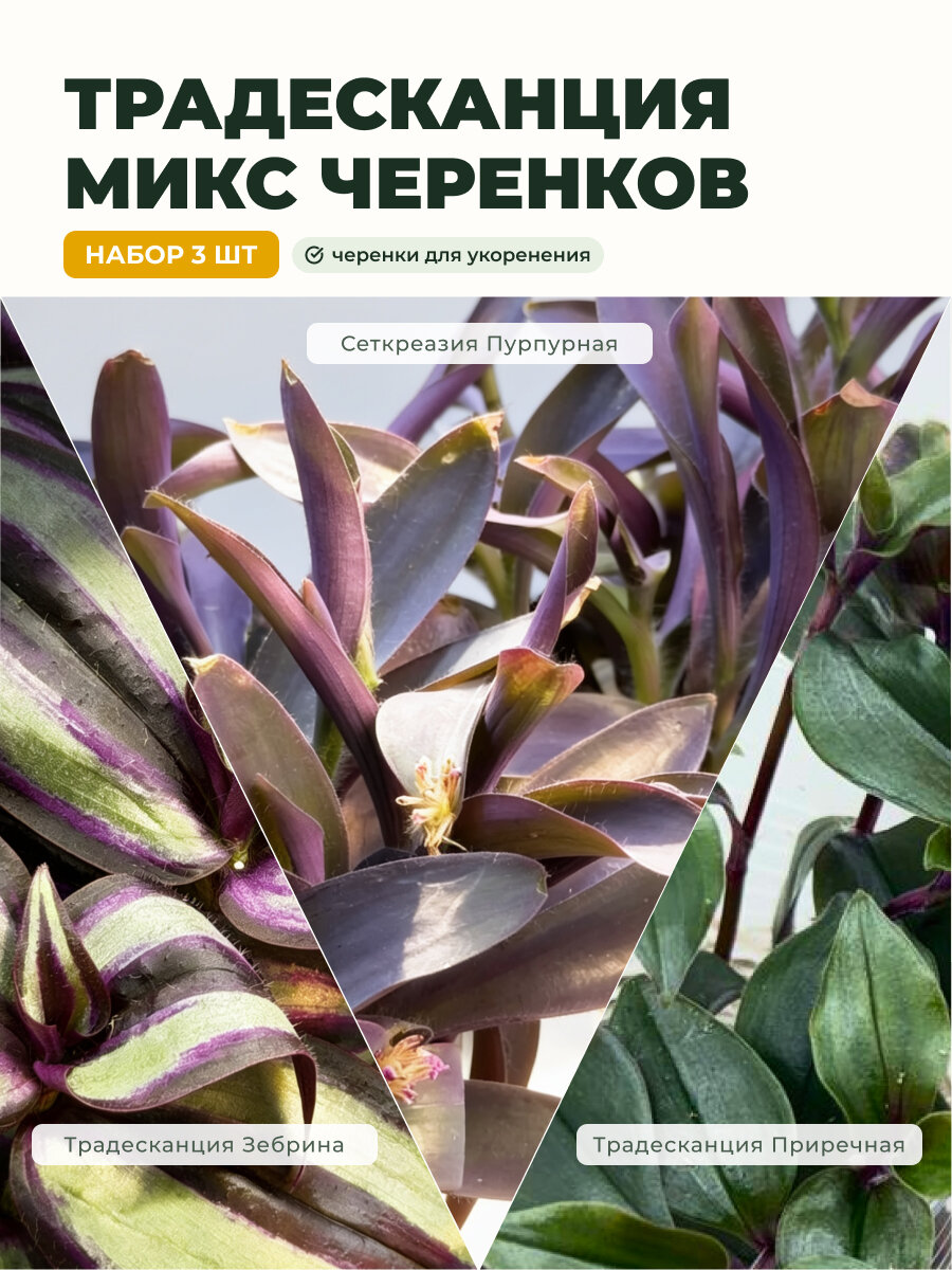 Традесканция комнатная микс черенов ампельного растения набор 3шт.