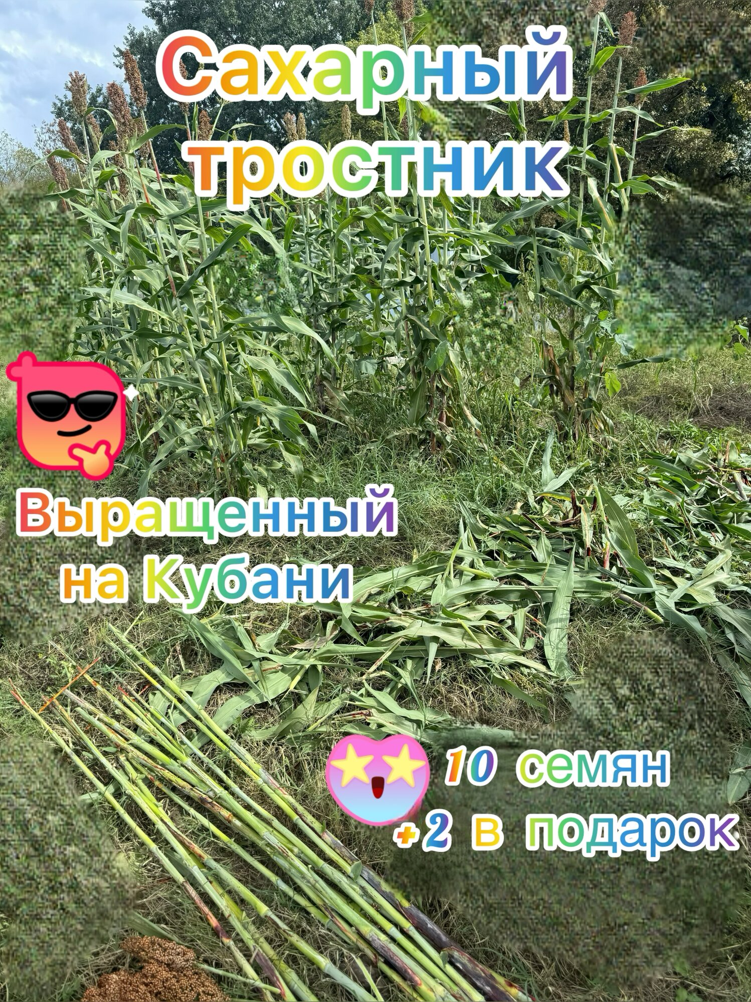 Сахарный Тростник 10 семян + 2 в подарок