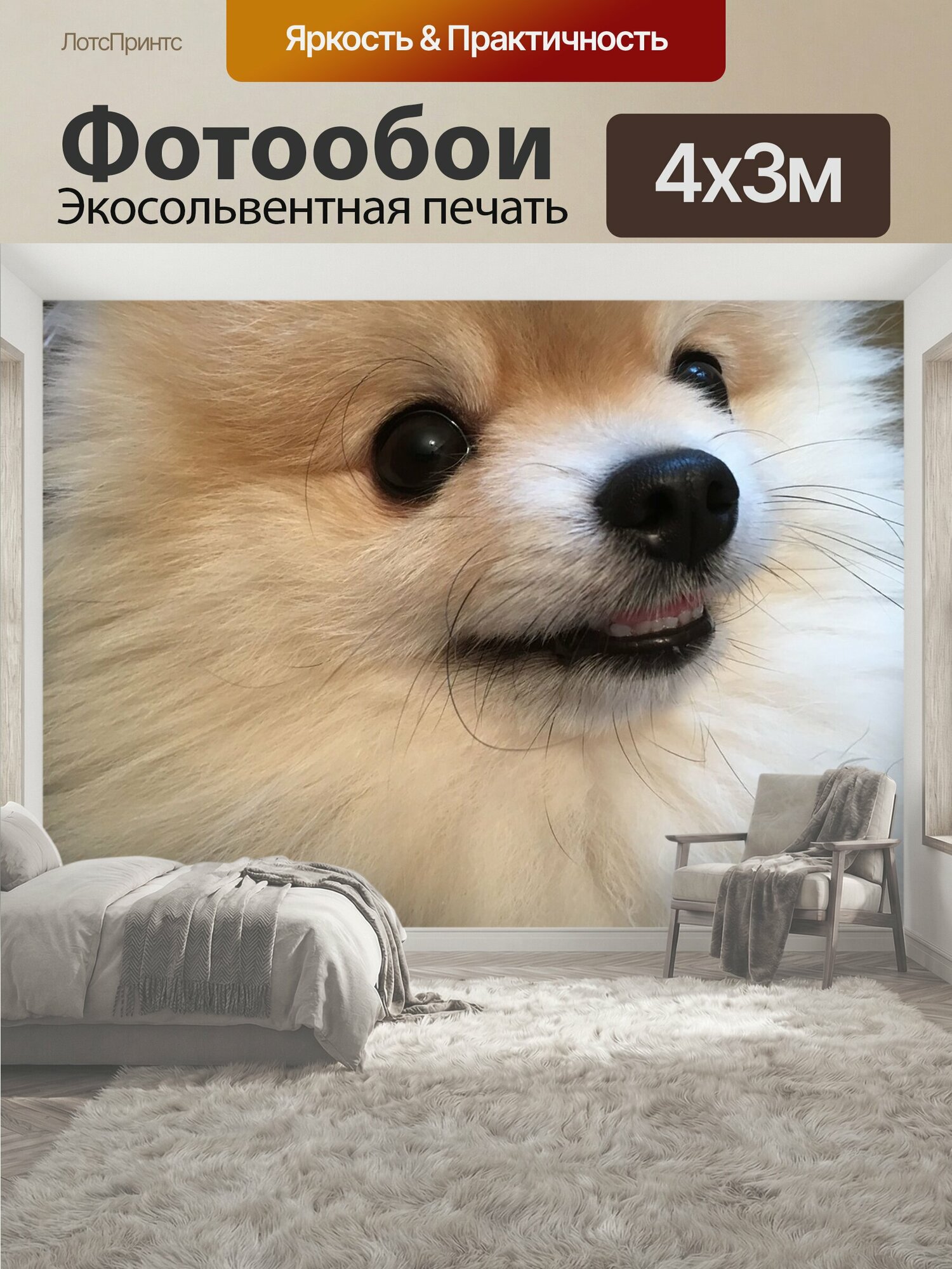 Фотообои "Померанский шпиц, карликовый шпиц, собака" 400x300 см. экосольвентная печать