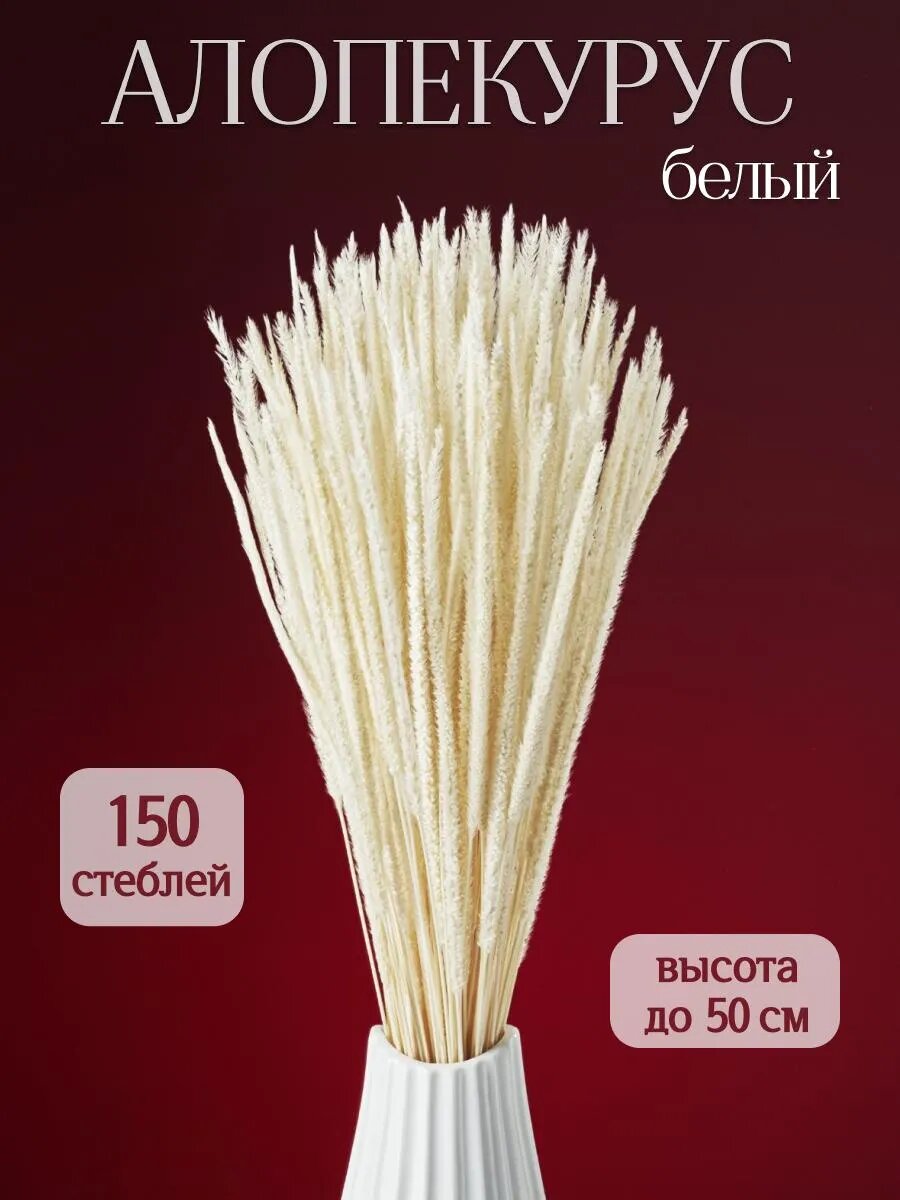 Сухоцветы elka.bio, Алопекурус белый, для вазы, 50 см, 150 шт