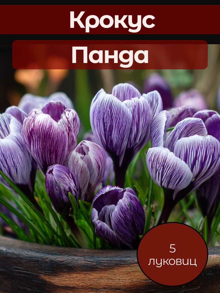 Луковицы Крокус Панда 5 шт