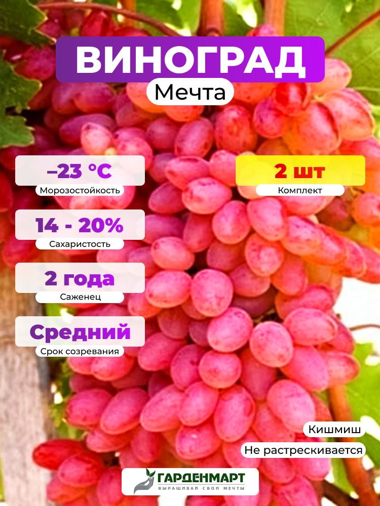 Саженец морозостойкий Виноград Кишмиш Мечта, комплект 2 шт.