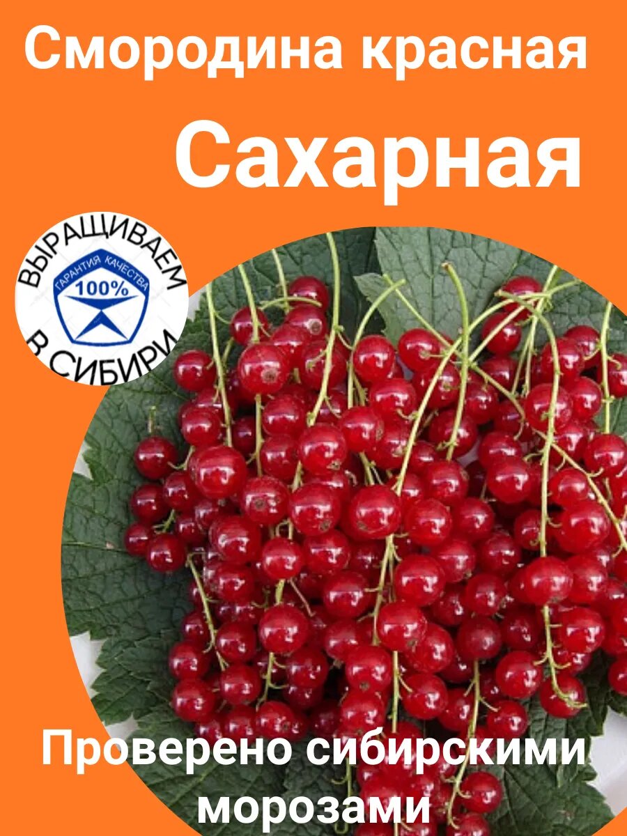 Смородина красная Сахарная зимостойкие саженцы для сада