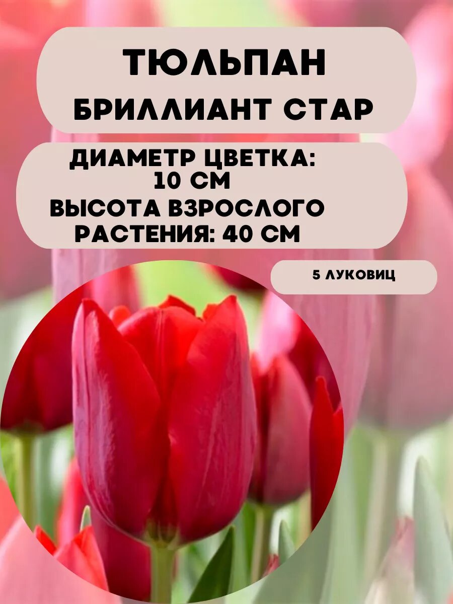 Тюльпан триумф махровый попугайный