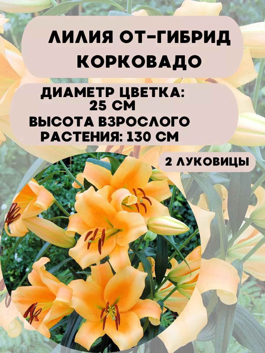 Лилия от-гибрид; Луковицы лилий