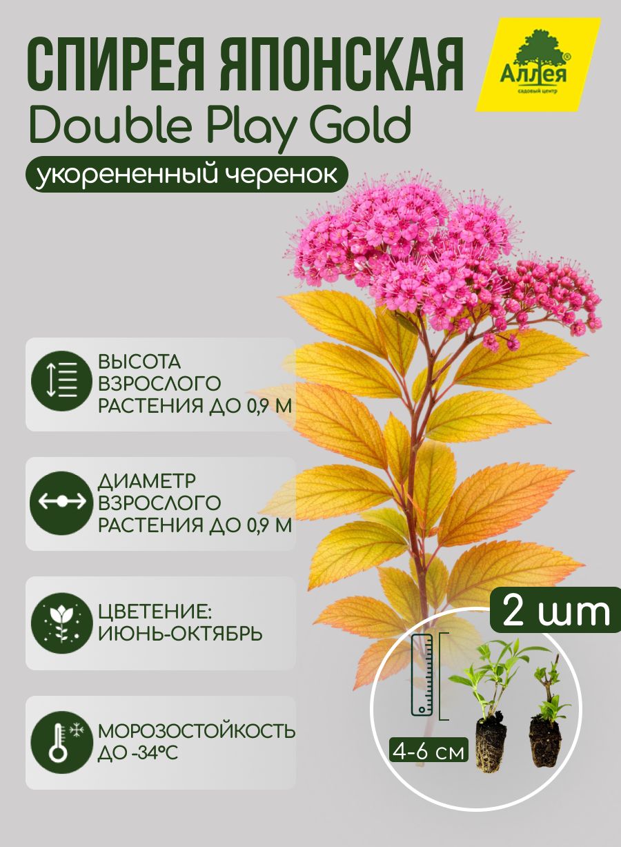 Спирея японская Double Play Gold укорененный черенок, 2 шт.