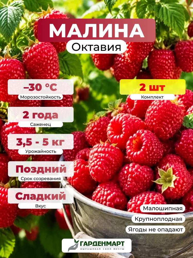 Саженец Малина крупноплодная малошипная Октавия, комплект 2 шт.