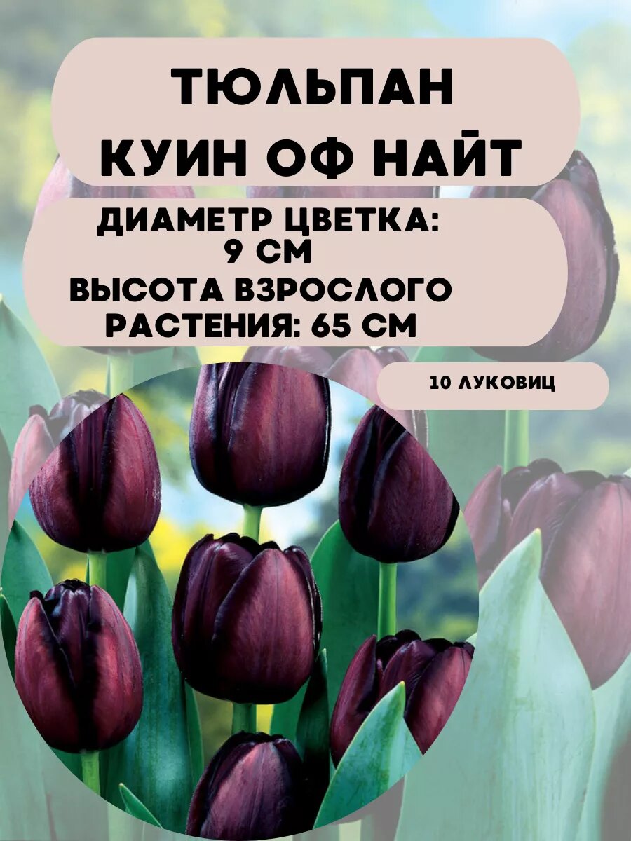 Тюльпан махровый попугайный триумф