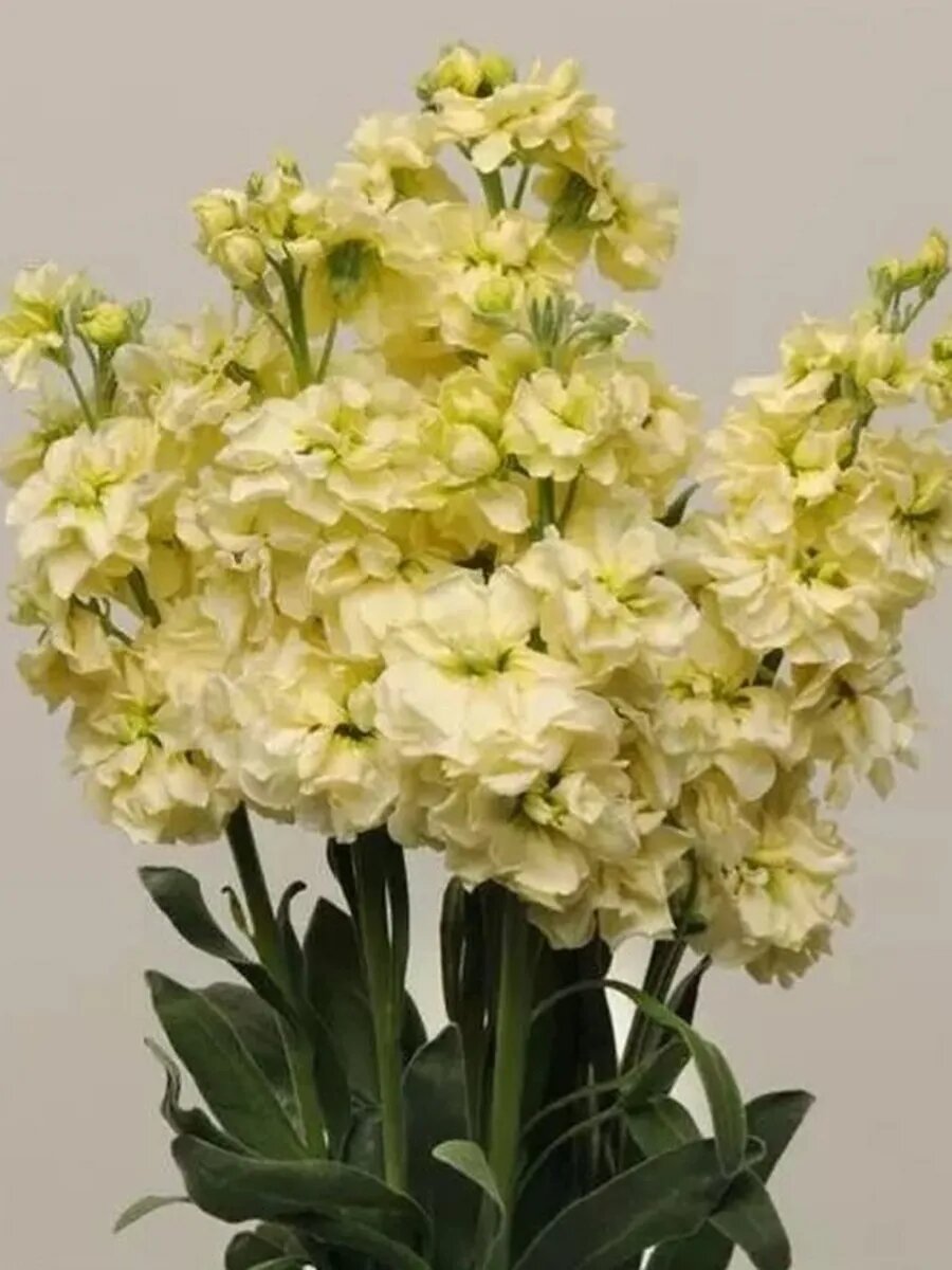 Семена маттиолы Katz yellow (20шт.)