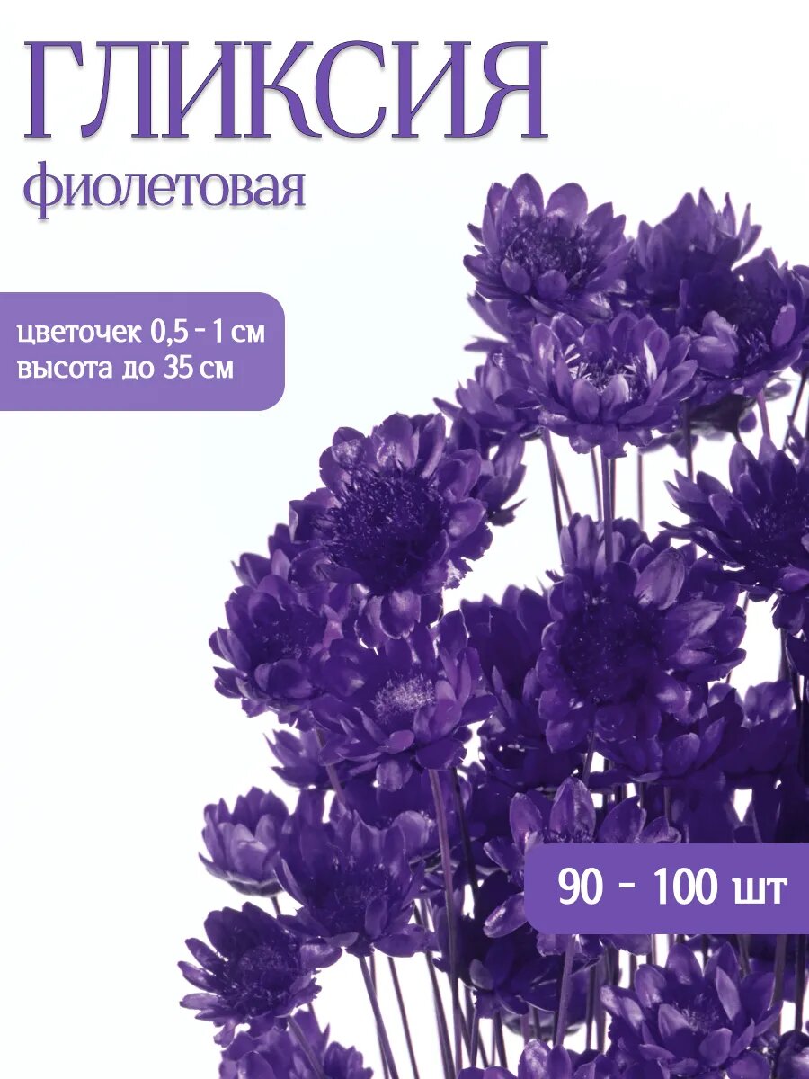 Цветы Гликсии фиолетовой 100 шт, высота до 35 см, сухоцветы для маленькой вазы "elka.bio"