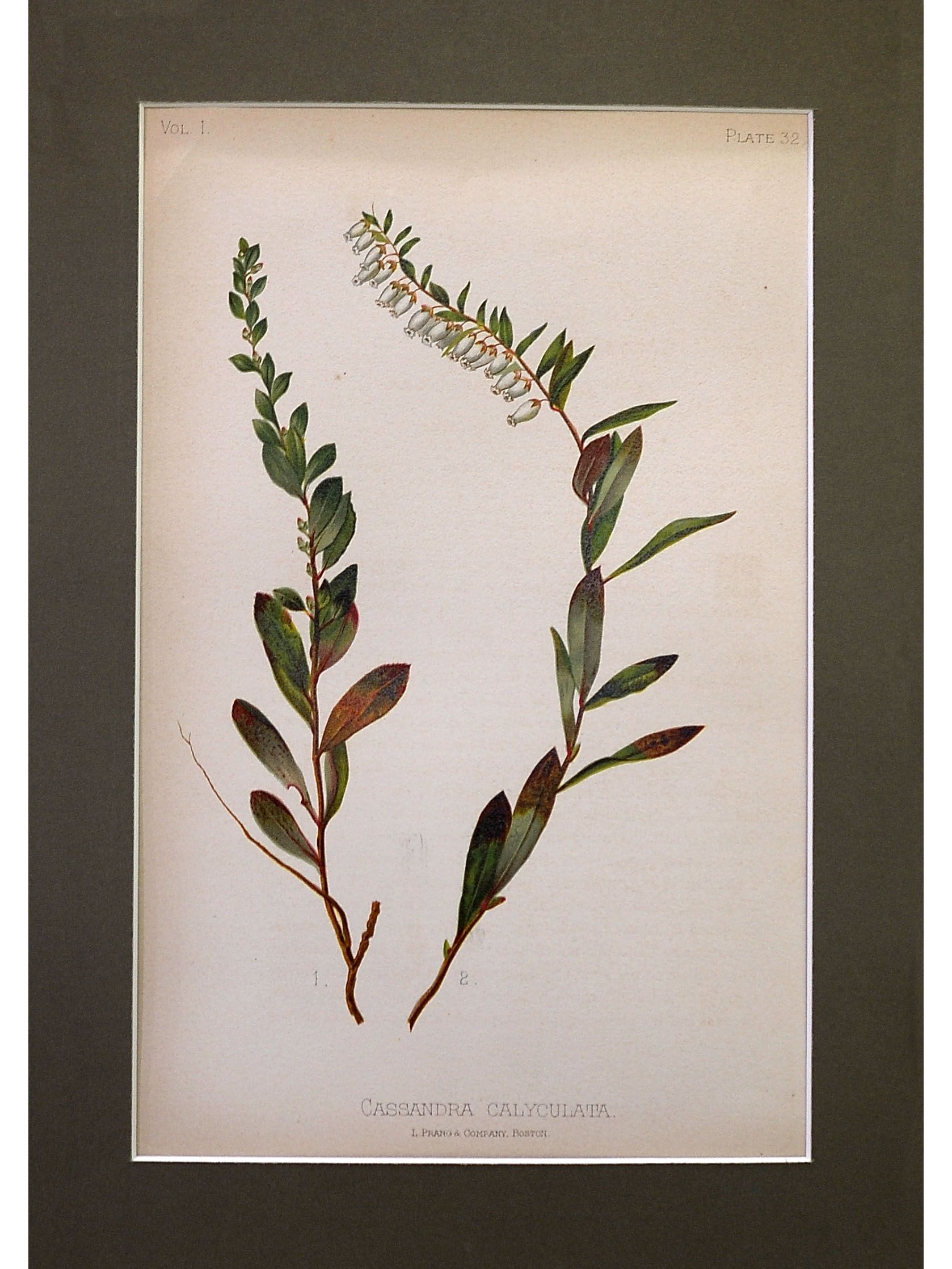 Ботаническая антикварная иллюстрация Cassandra calyculata. Томас Михан, США 1880 год.