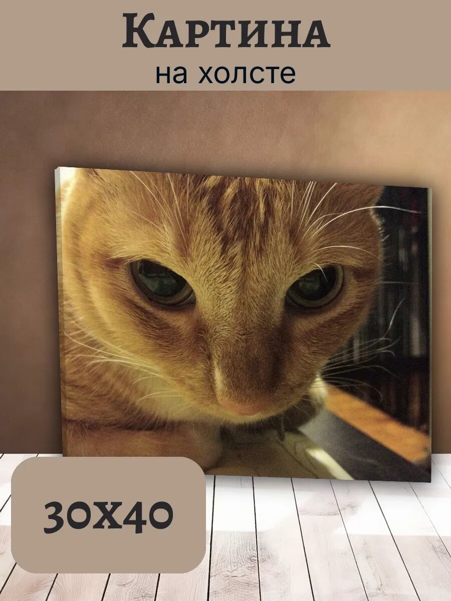 Картина Кот Кошка Cat 30x40 рыжий полосатый мурлыка