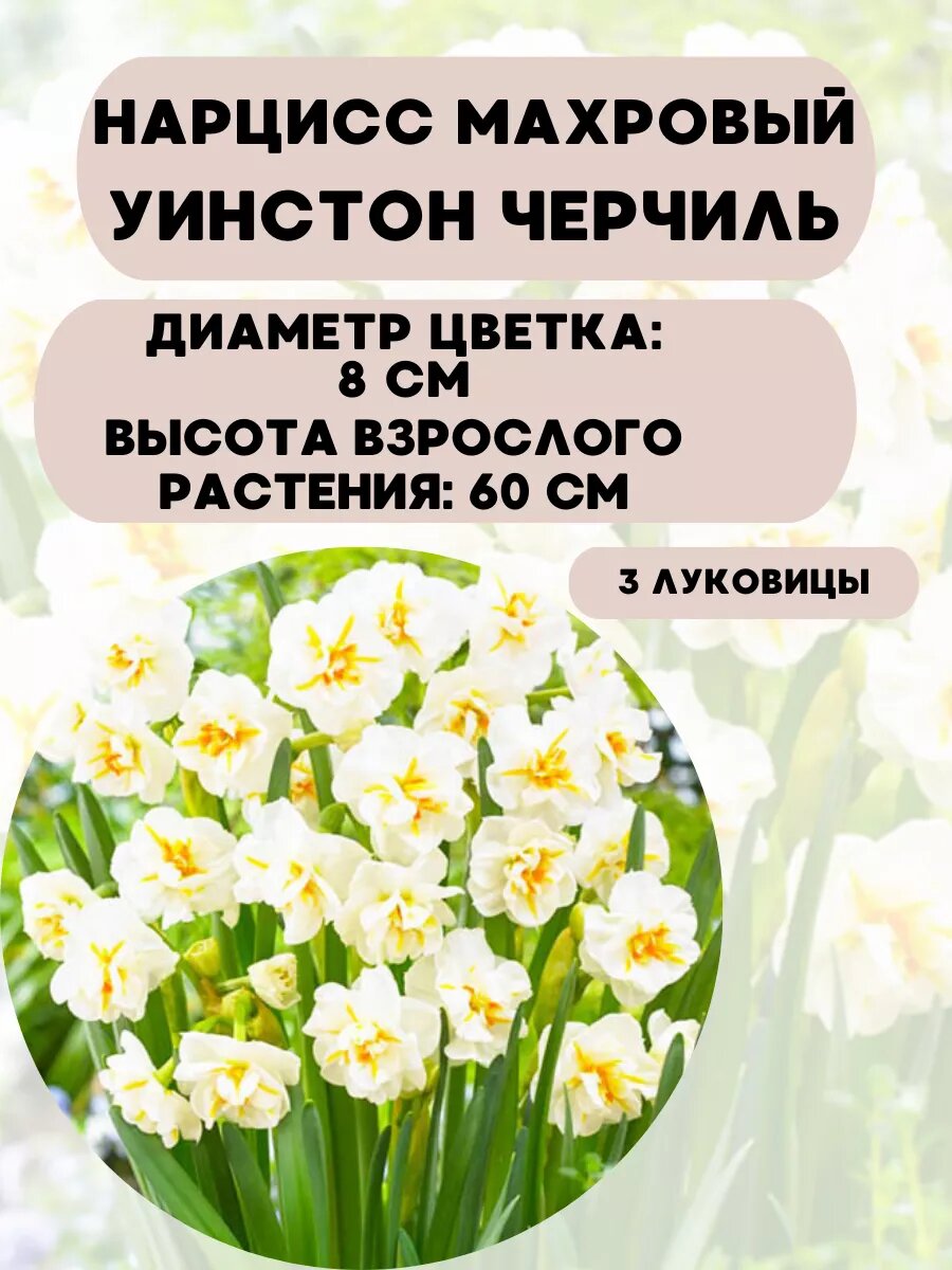 Луковицы нарцисса махрового