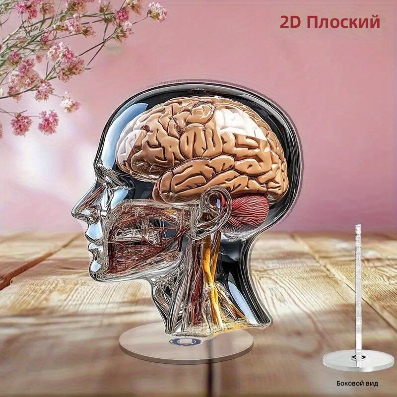 Акриловая вращающаяся 2D-модель анатомии головного мозга, детальная прорисовка нервов, настольное учебное пособие для медицины и образования, Модель А