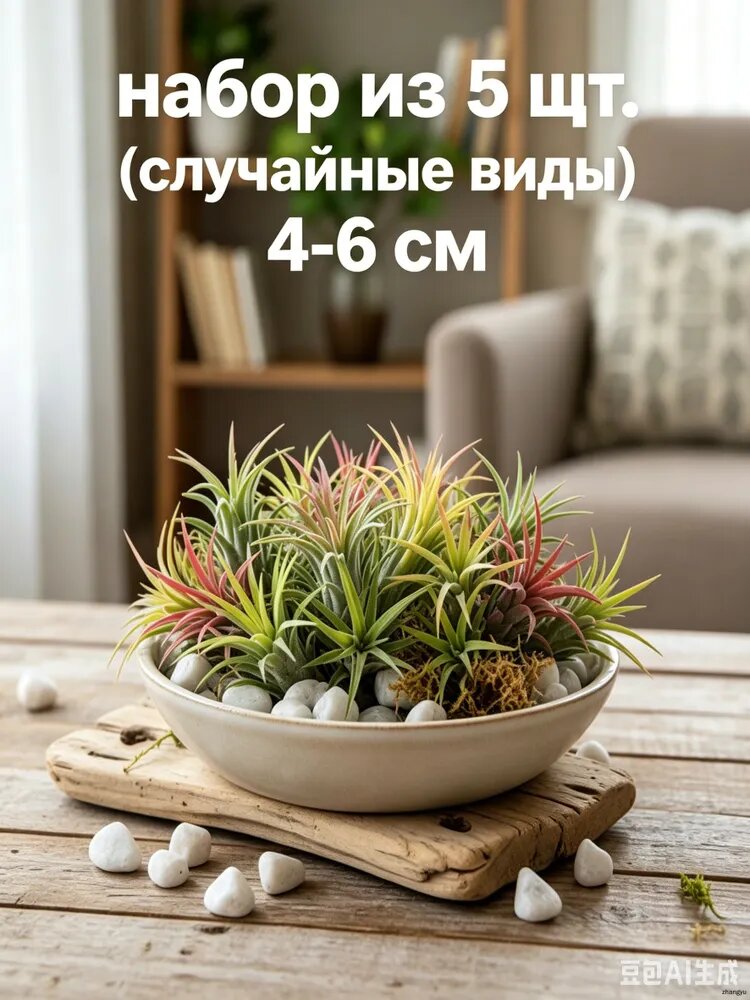 Тилландсия ионанта, Фуксид, Беклери живые воздушные растения для интерьера, не требующие грунта