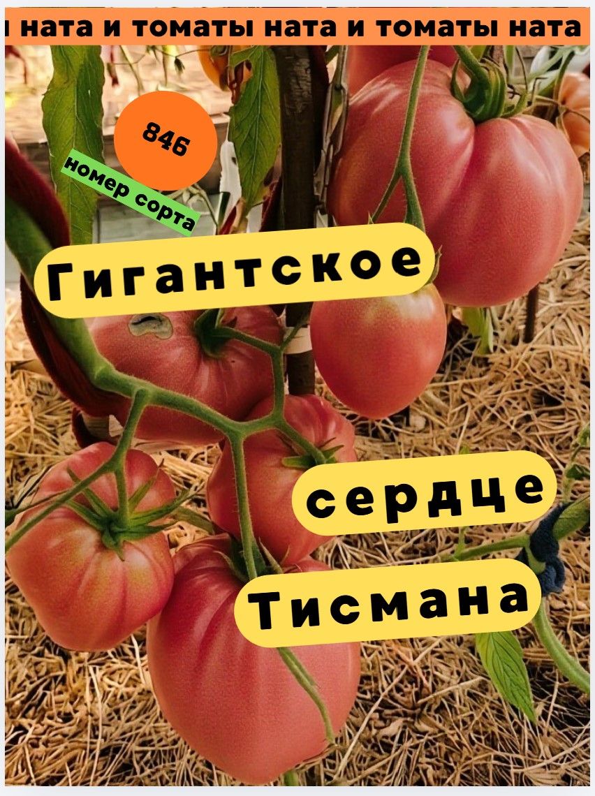 Семена томата Гигантское сердце Тисмана, Коллекционный сорт 10 штГигантское сердце Тисмана,