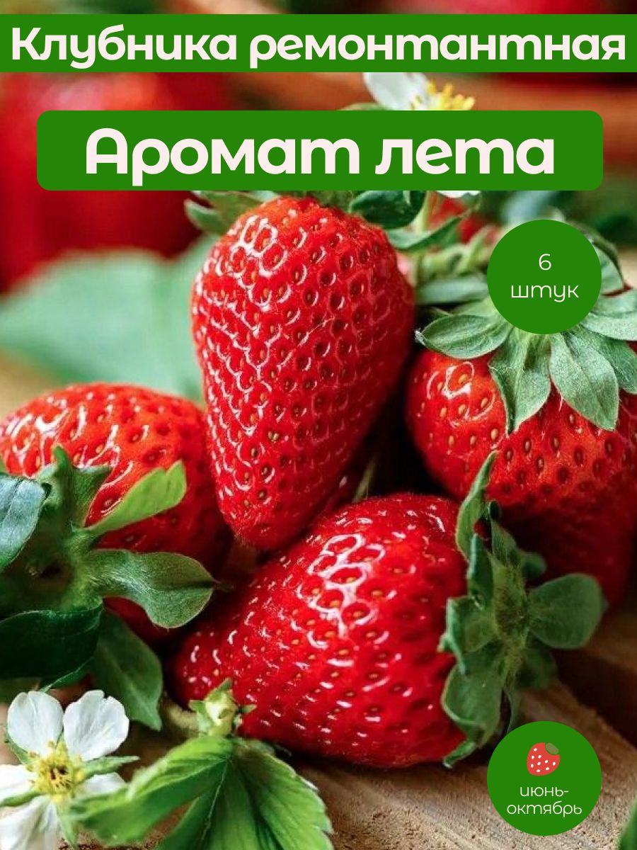 Клубника ремонтантная Аромат Лета 6 штук