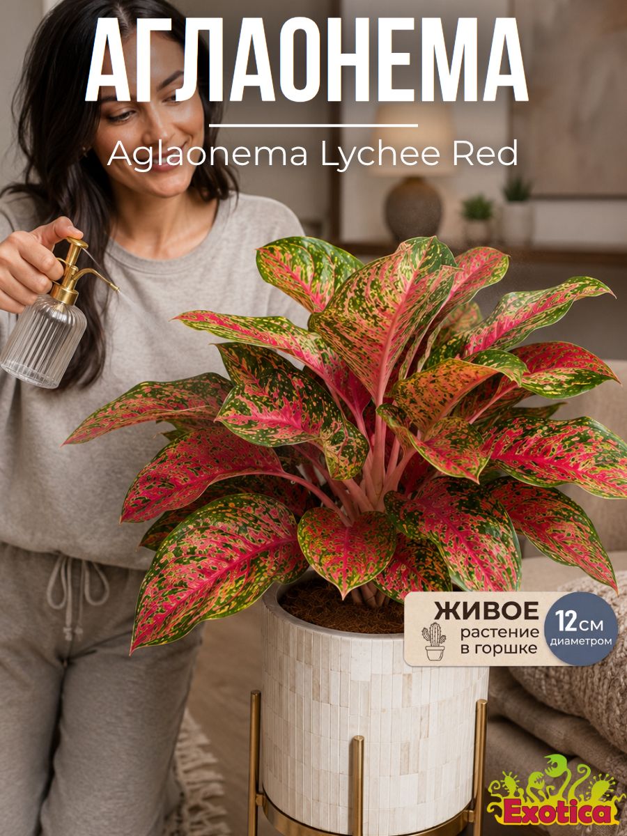 Аглаонема Личи Ред (Aglaonema Lychee Red) D12см, живое растение