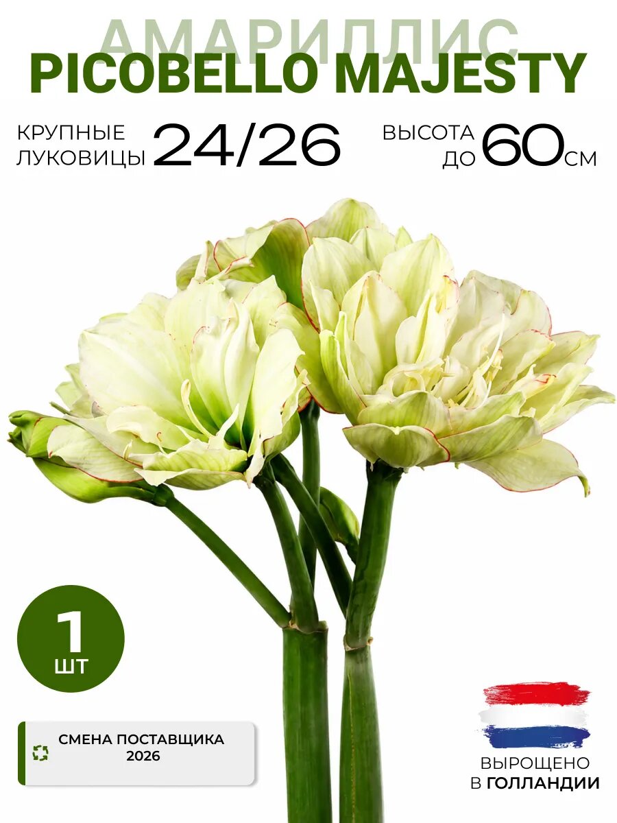 Амариллис луковица живая комнатная