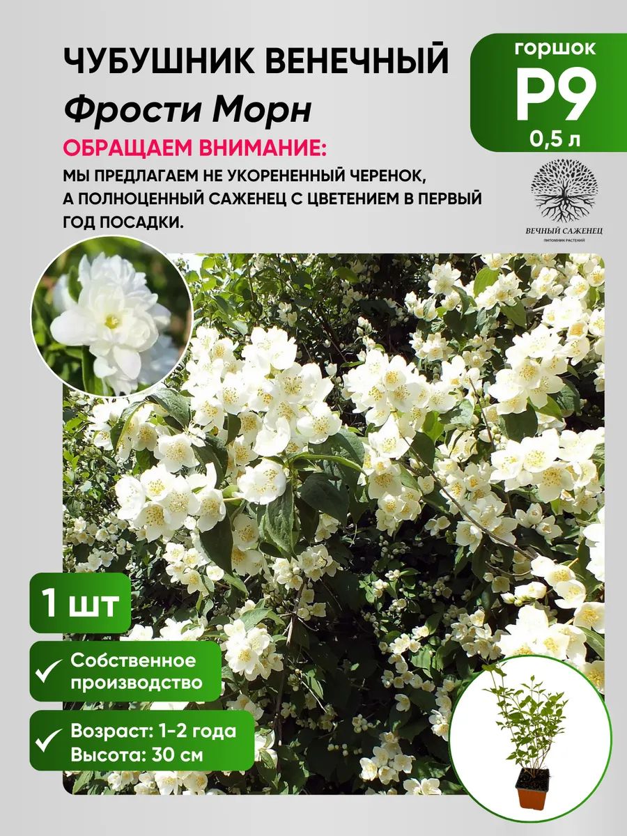 Чубушник венечный Фрости Морн, саженец для сада и дачи, декоративное растение для посадки