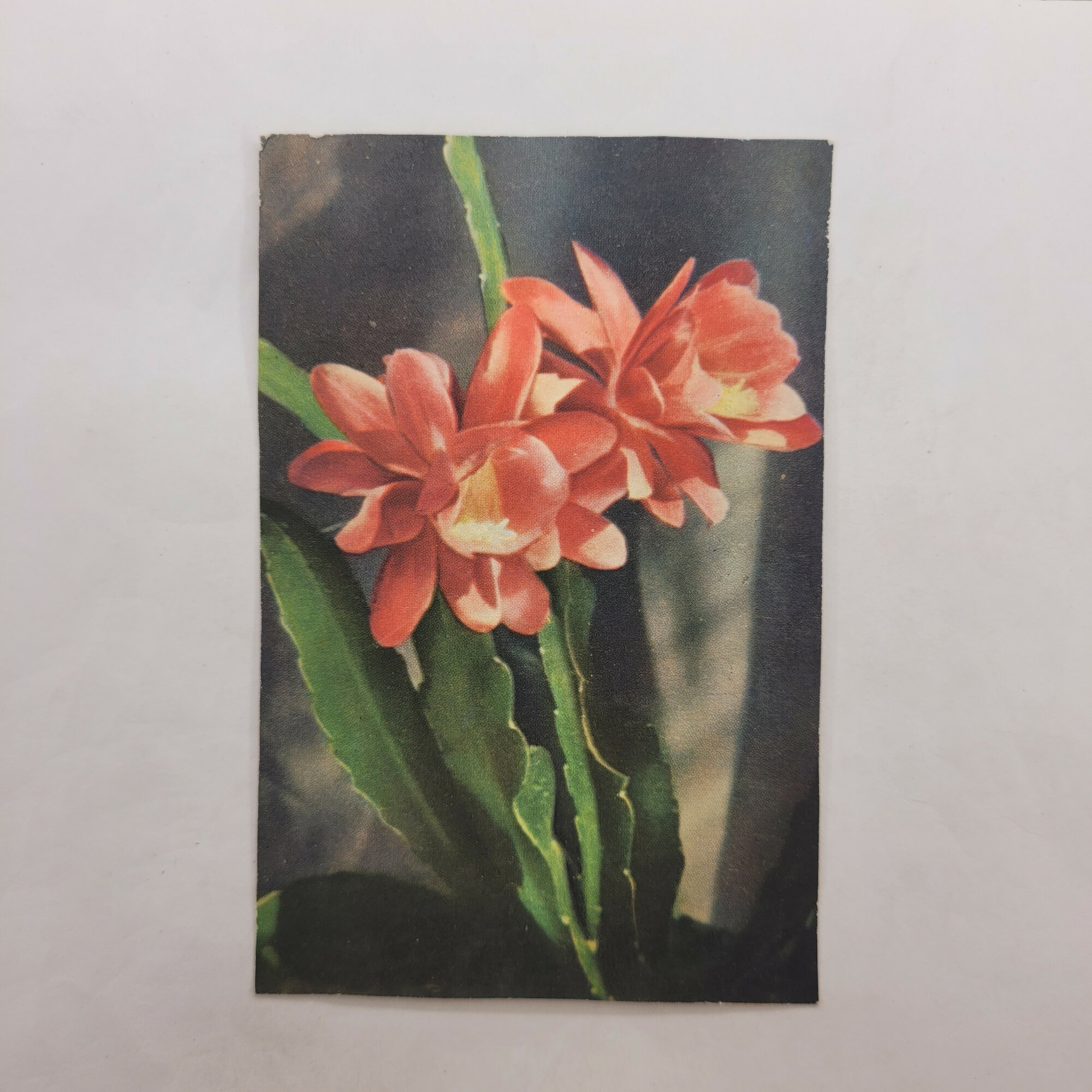 Открытка советская СССР. Красивые цветы на фоне, поздравление с праздником. Винтаж