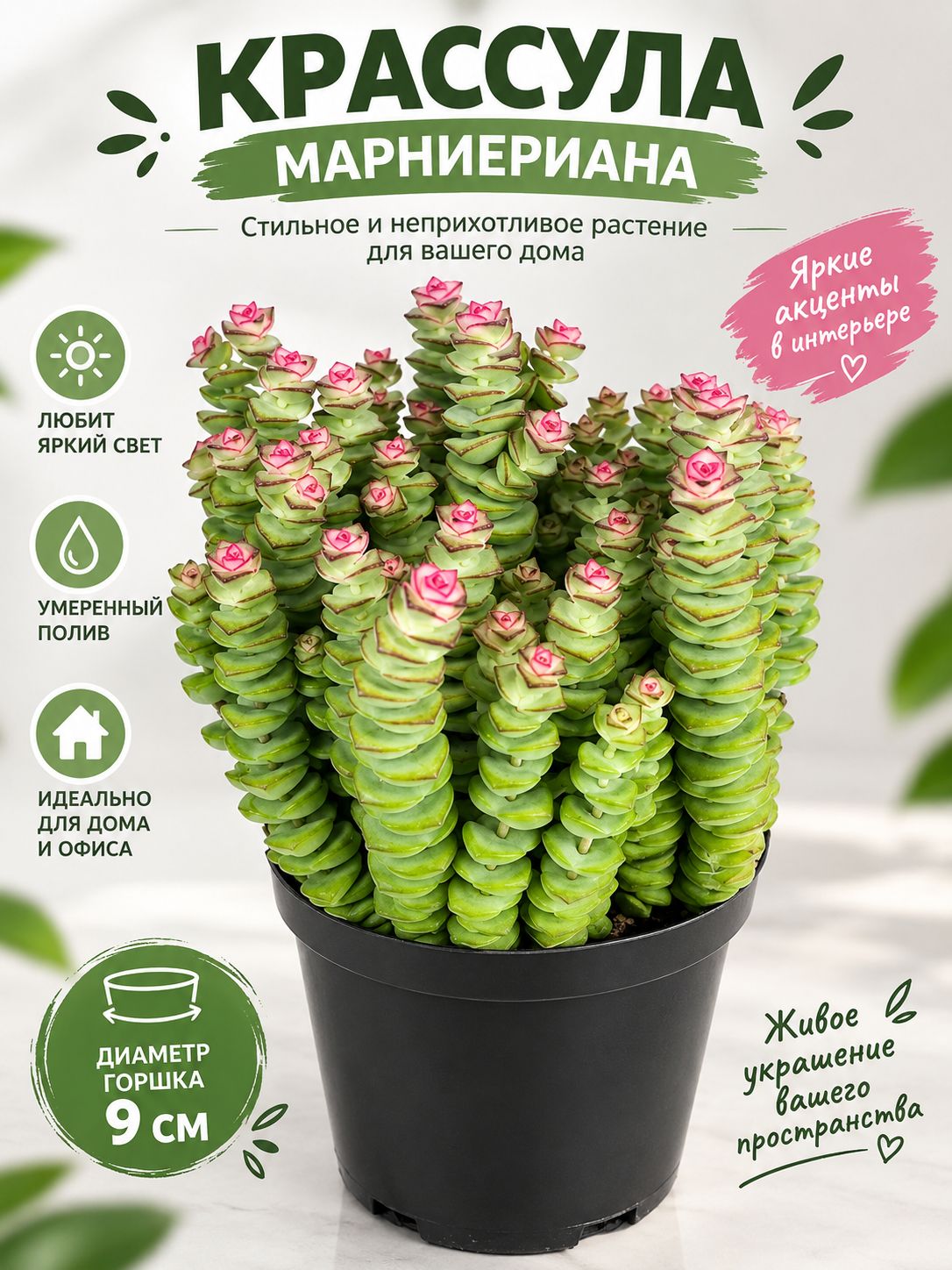 Крассула Марниериана (Crassula), живое растение, D-9 живое растение