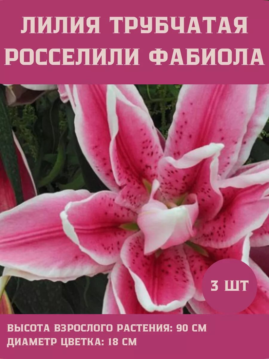 Лилия трубчатая Росселили Фабиола