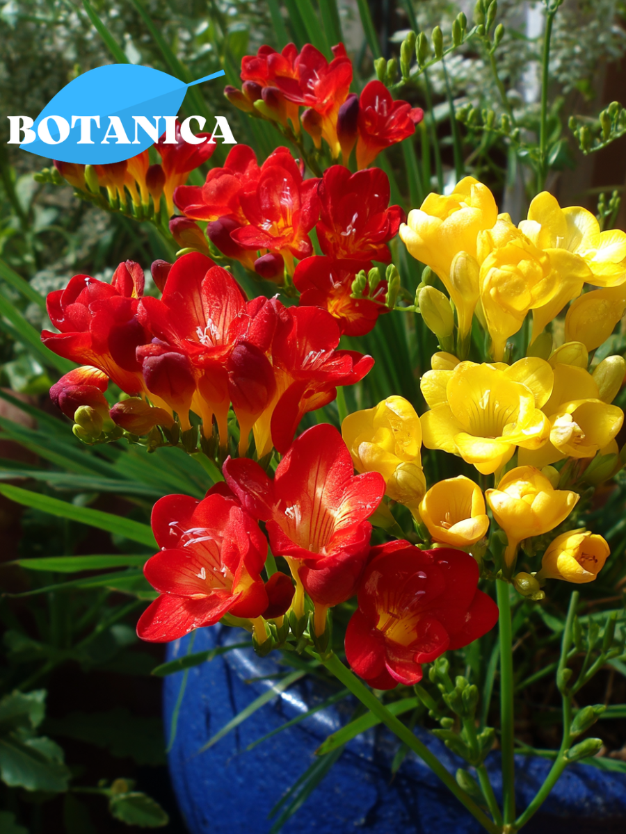 Луковицы цветов, botanica garden, Фрезии махровые Красный и Желтый Микс (10 штук)