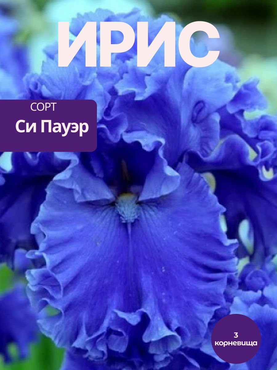 Ирис Си Пауэр, корневище 3 шт