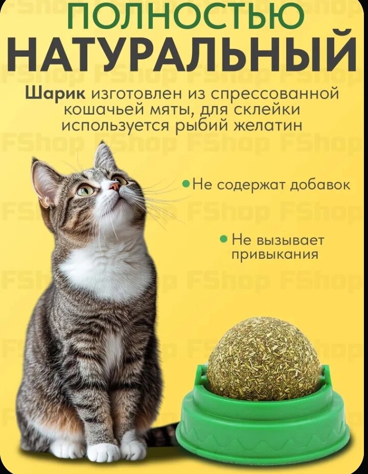 Кошачья мята — фото 1